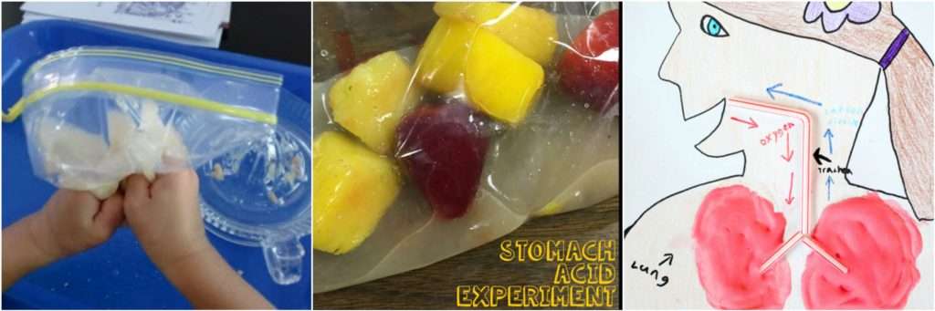 21 Super Fun Human Body Activities and Experiments for Kids - The ...