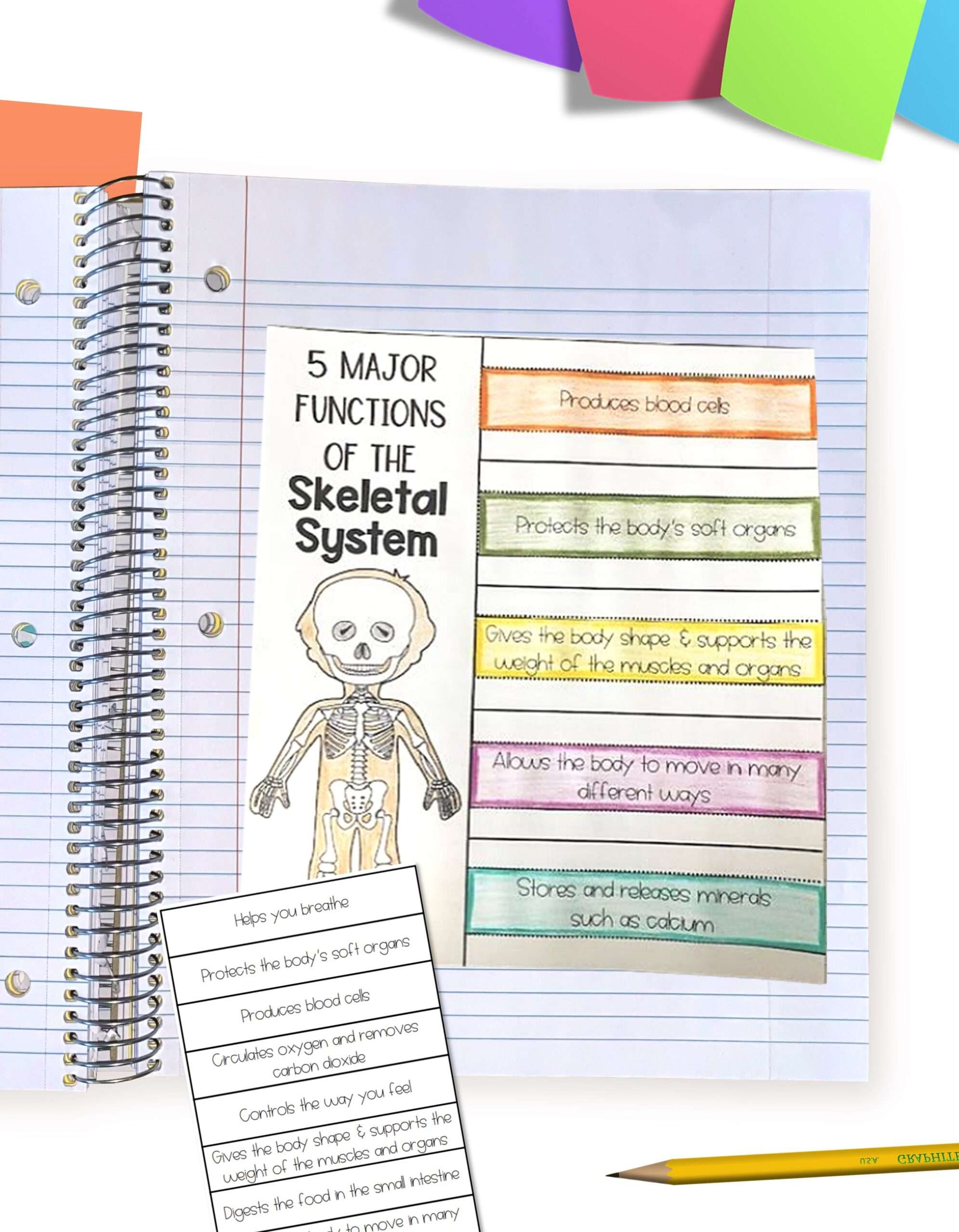 Functions of the Skeletal System | The Discovery Apple